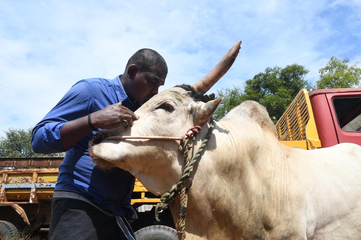 Star bulls of Madurai Meet the bulls of Madurai ready to enter the ...