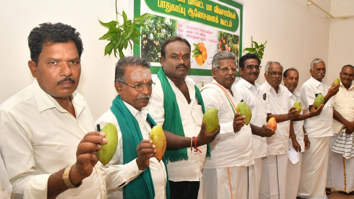 Mango farmers demand remunerative prices from pulp industry - The Hindu