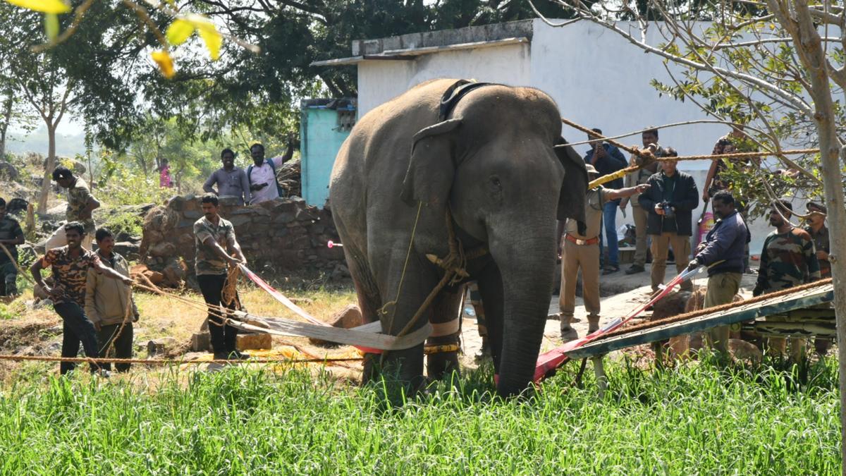 Makhna elephant captured in Dharmapuri; translocated to Mudumalai Tiger Reserve - The Hindu