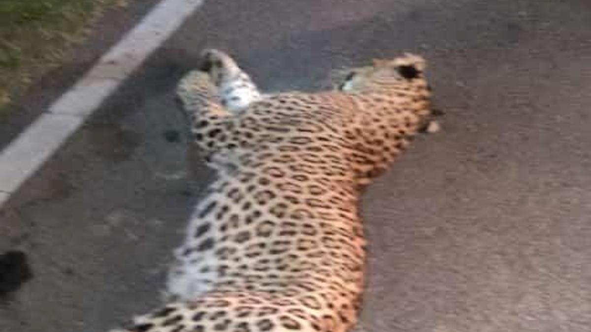 Leopard dies after being hit by a vehicle in Anantapur district of ...