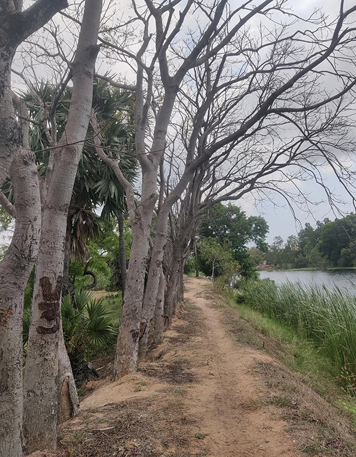 Indian Ash Tree: A subdued shade of the living past - The Hindu