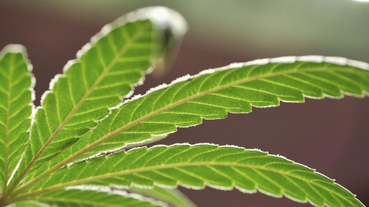 NIMHANS releases Pre-CURB, a digital learning resource on prevention of ...