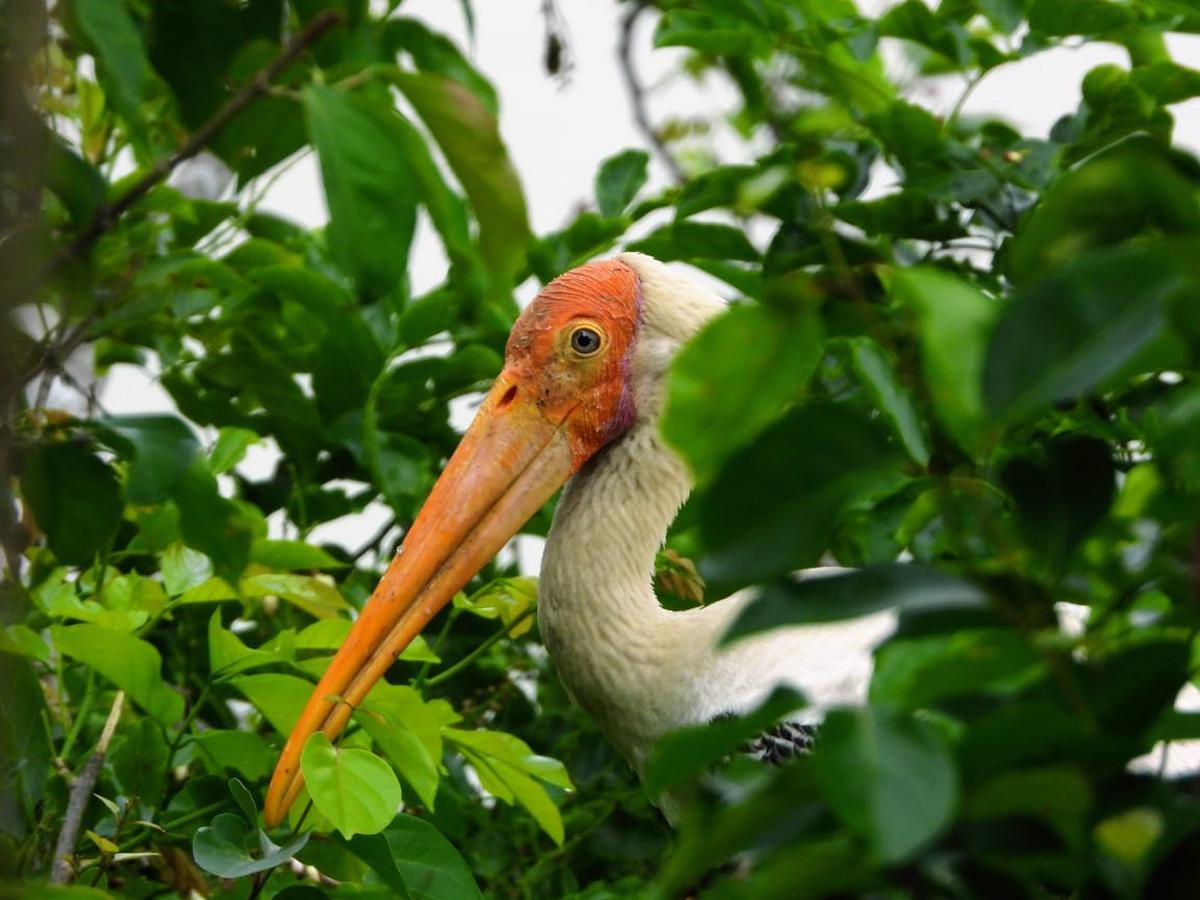 Birds and birders of Bengaluru - The Hindu