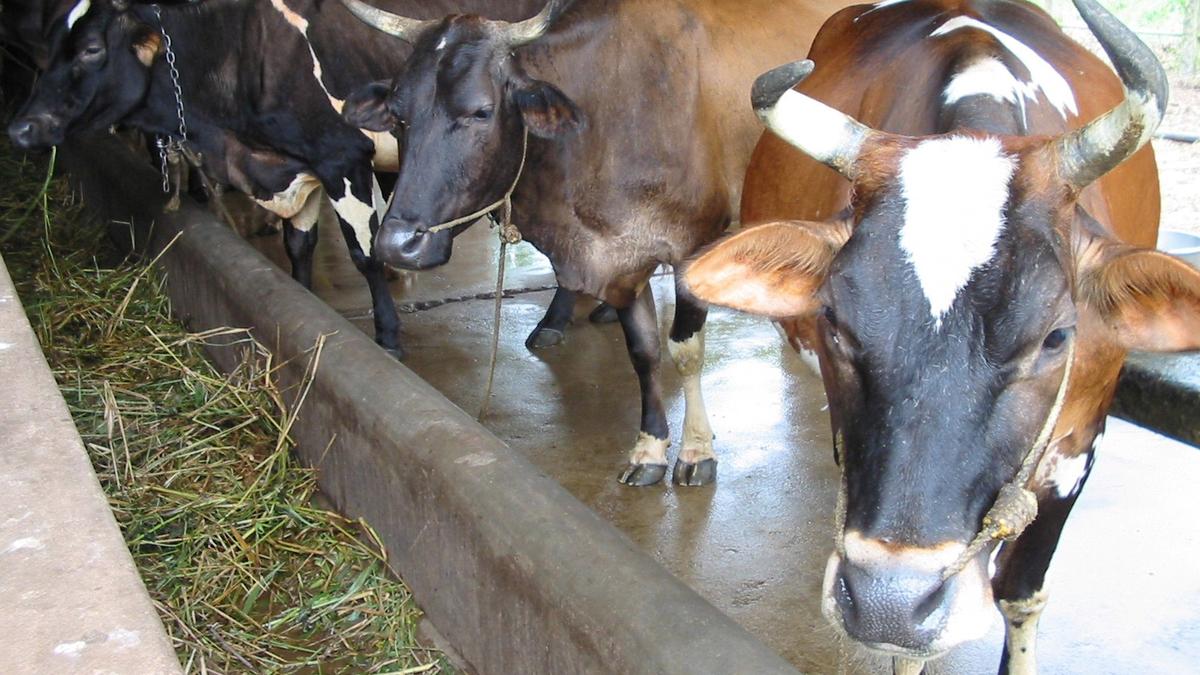 Milma launches insurance scheme for dairy farmers - The Hindu