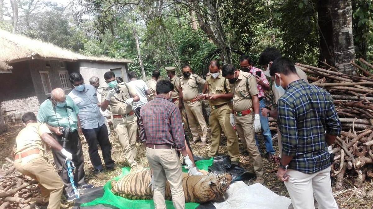 Internal bleeding from rib injury led to tiger’s death - The Hindu