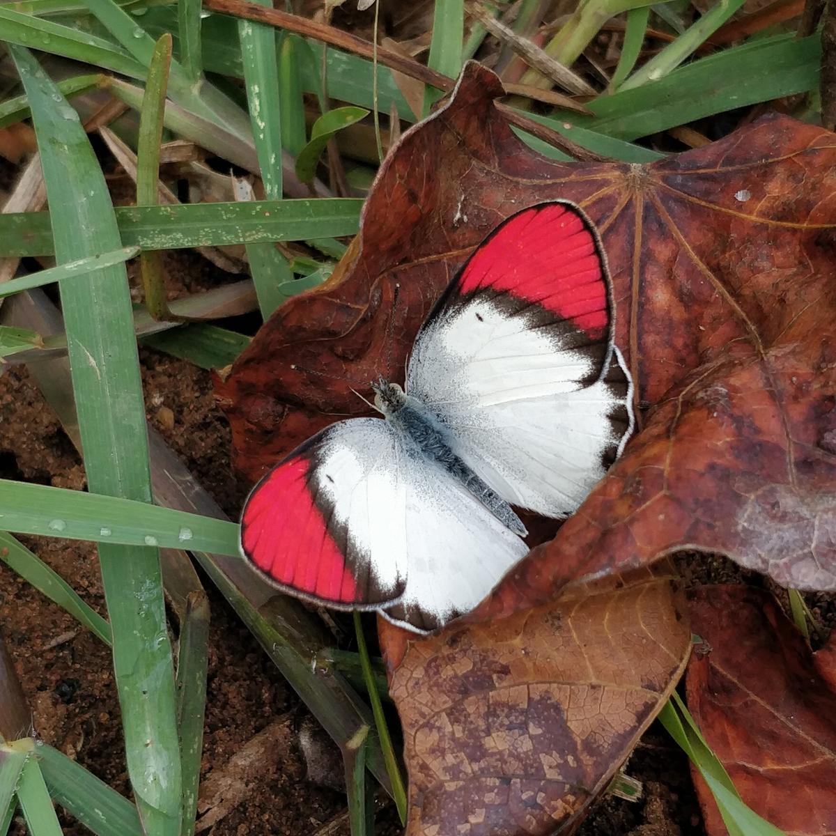 Meet the all-women nature walkers of Bengaluru - The Hindu