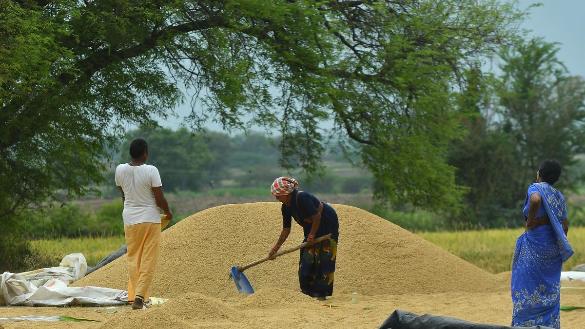 1.24 lakh metric tonnes of paddy yet to be shifted to mills - The Hindu