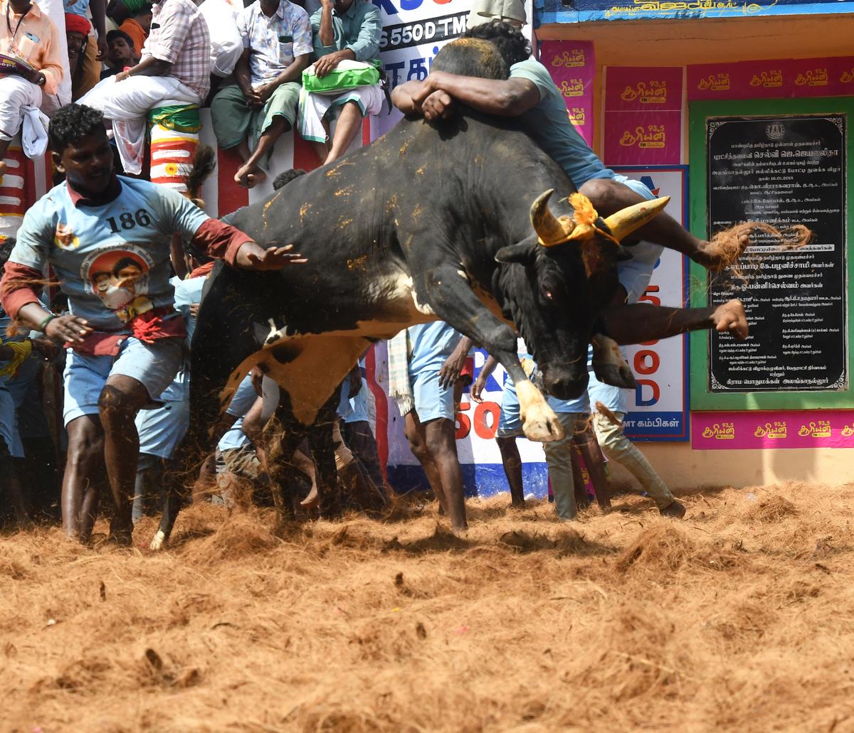 Alanganallur Jallikattu 2024