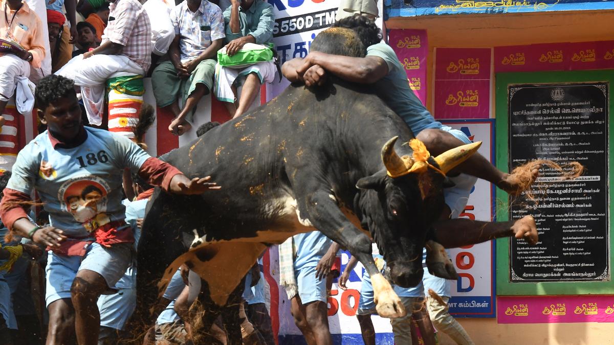 Tamil Nadu Today | Alanganallur jallikattu held in Madurai - The Hindu