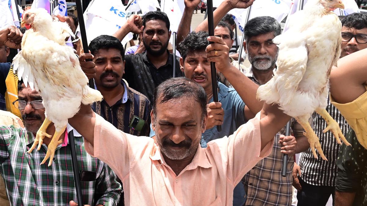 Chicken dealers down shutters, poultry farmers call protest unnecessary ...