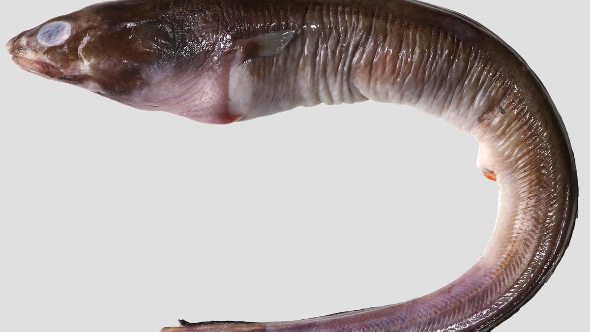 Two species of fish discovered along T.N. coast - The Hindu