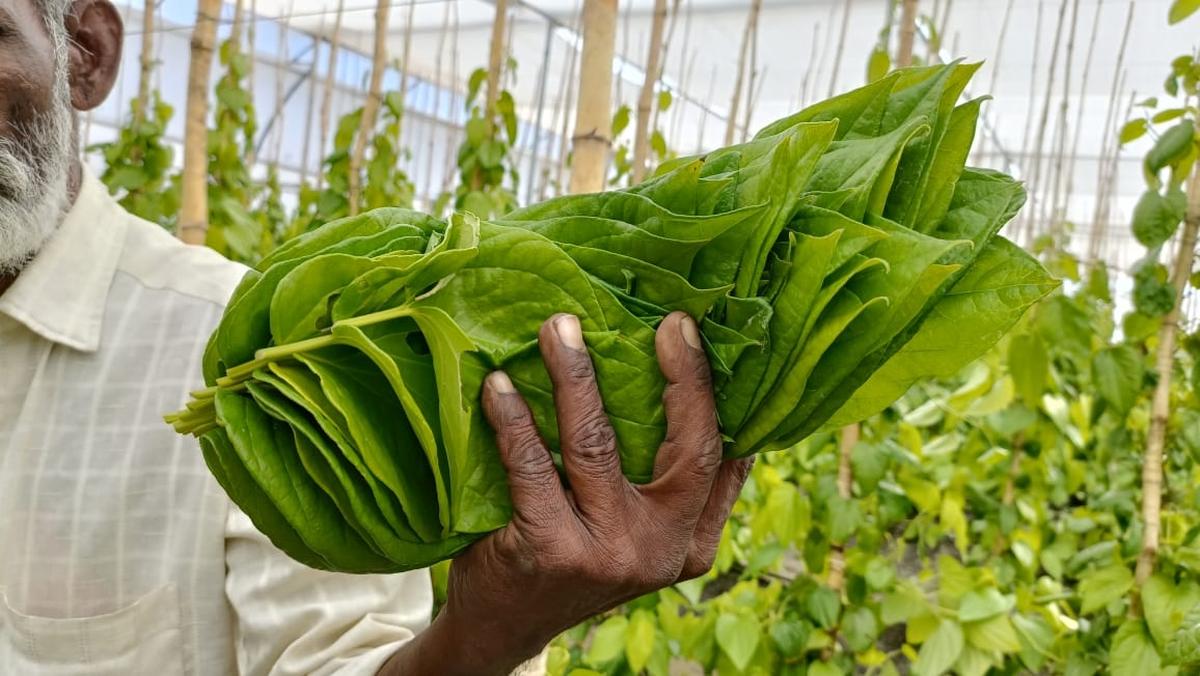 Dream of betel leaf farming comes true for this youngster in Yadgir ...