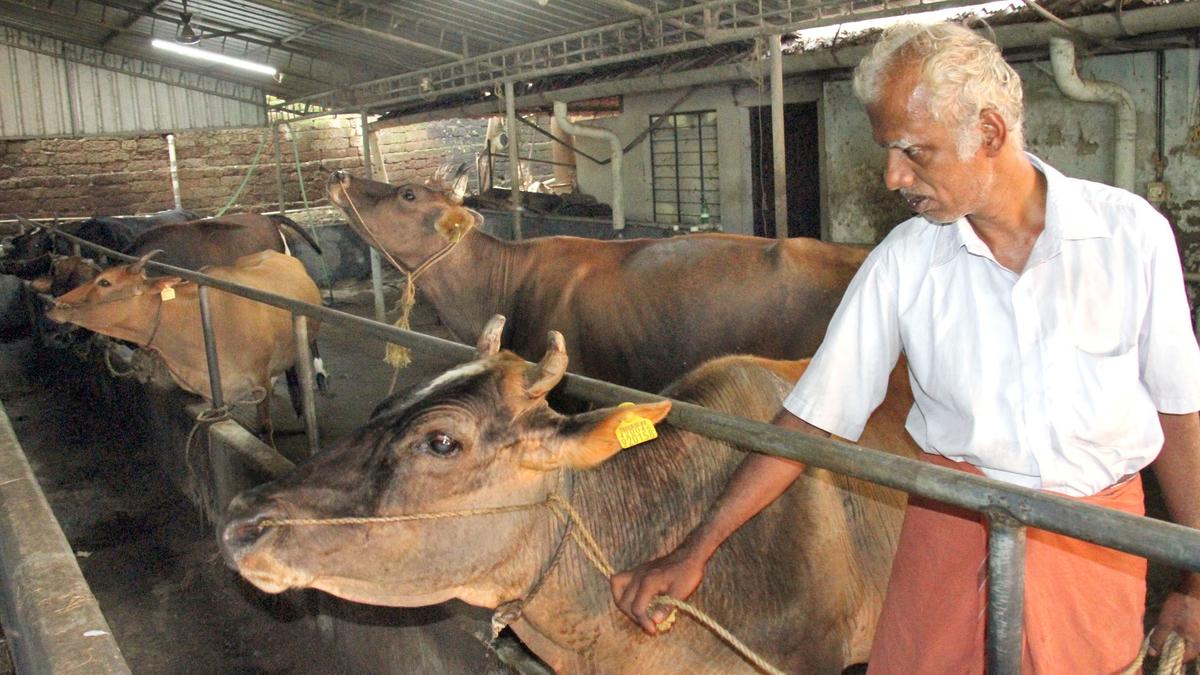 Researchers validate immunity-boosting ability of ‘curcumin compound ...