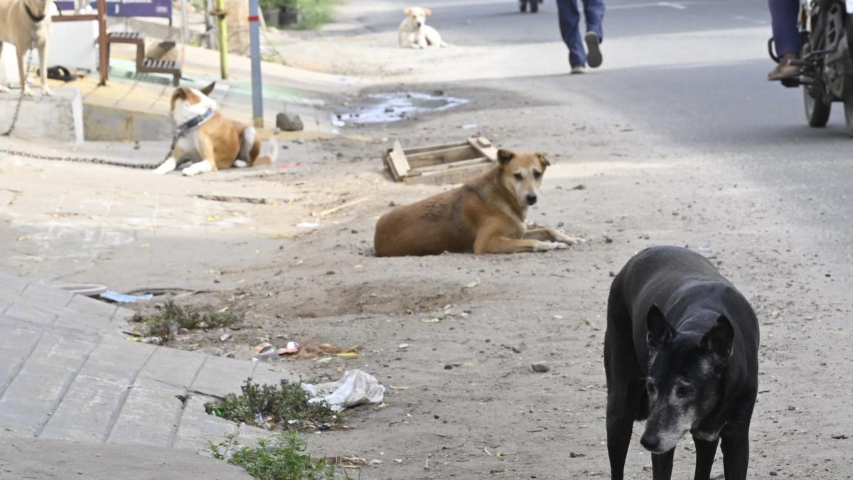 Erode Corporation sterilises over 10,000 stray dogs; third phase under way - The Hindu
