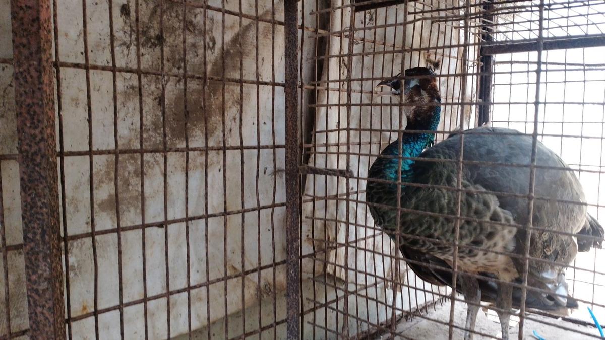 Head constable rescues peahen from stray-dog attack - The Hindu