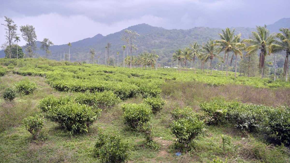 Township for Wayanad landslide victims: Focus is on long-term ...