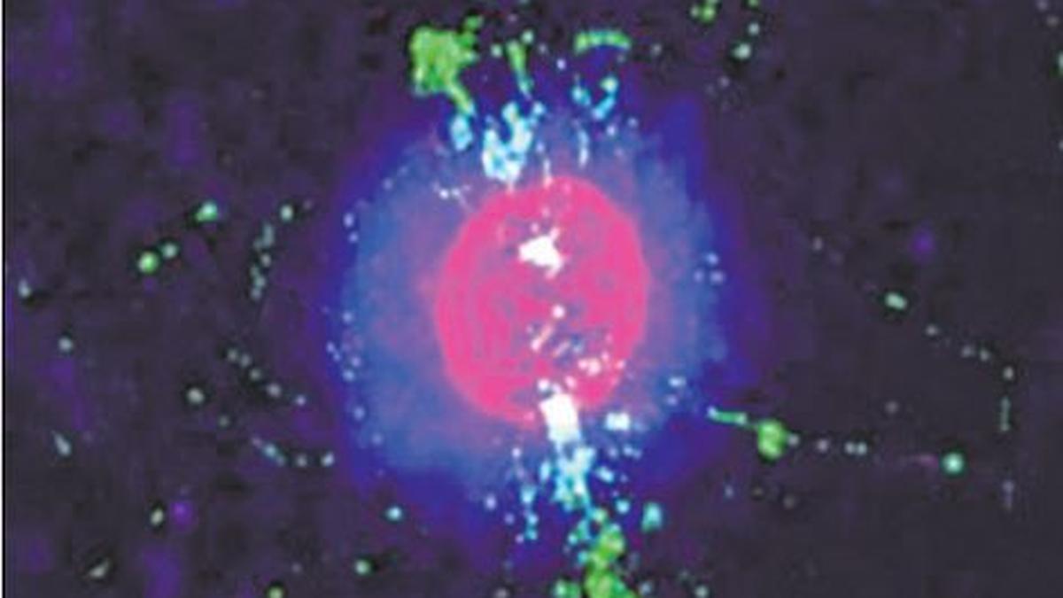 Fruit fly: novel method to study nuclear matrix - The Hindu