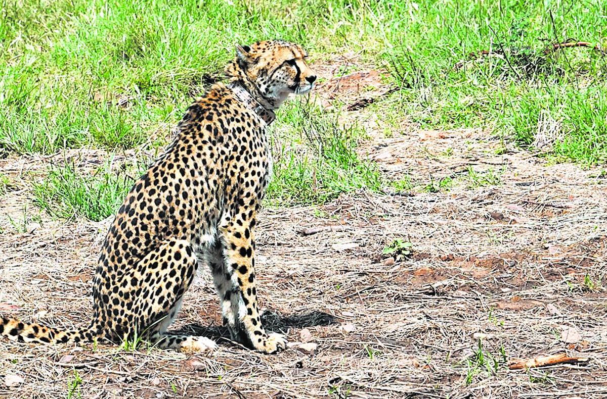 2 years of Project Cheetah: Hasn't been an easy road, says Bhupender Yadav - The Hindu