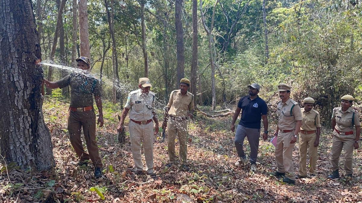 Konda Reddi tribe’s indigenous knowledge of Indian laurel tree proves resourceful - The Hindu