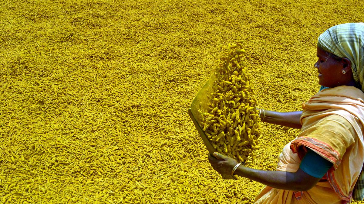 Turmeric price crosses ₹12,500 a quintal after 12 years in Erode - The ...