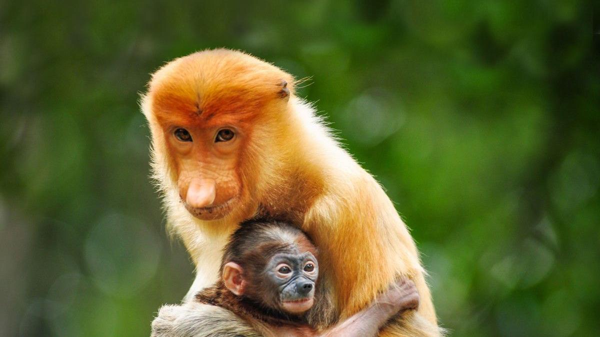 Silvery Speaks: What’s a Proboscis monkey? - The Hindu