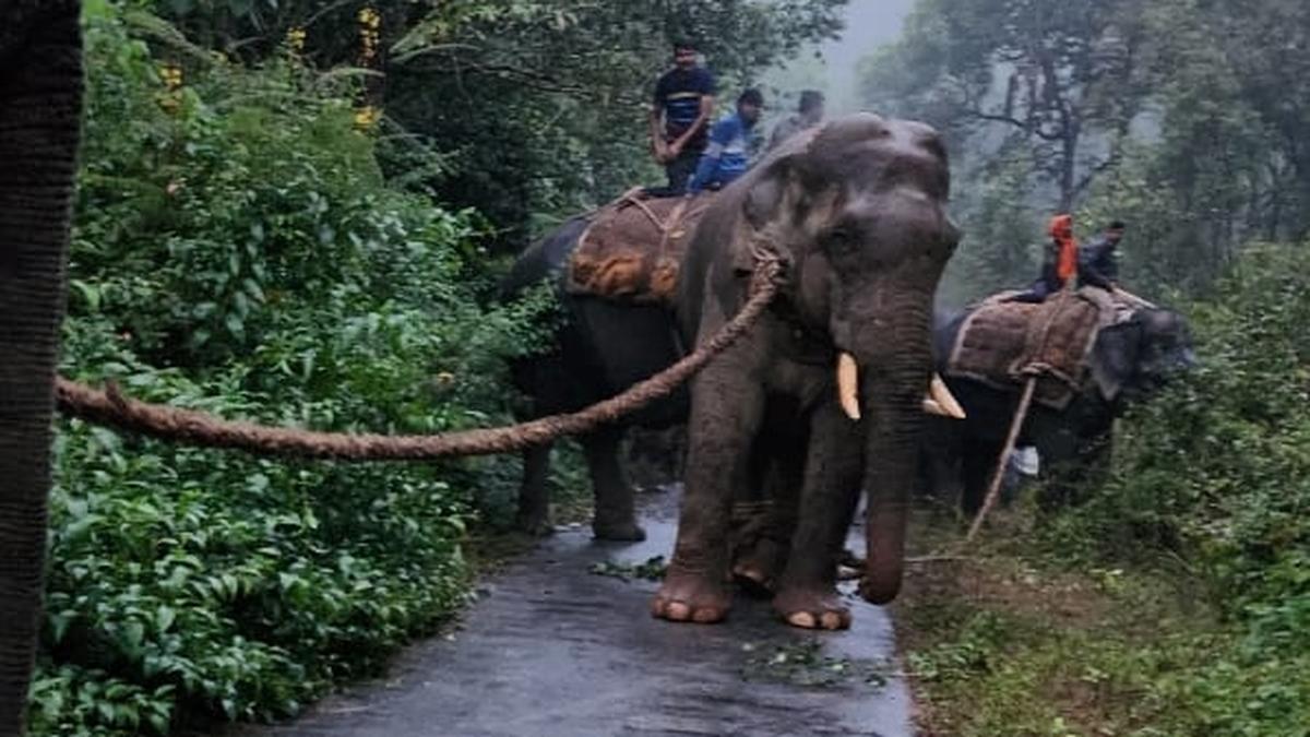 Elephant captured in Mudigere taluk of Karnataka - The Hindu
