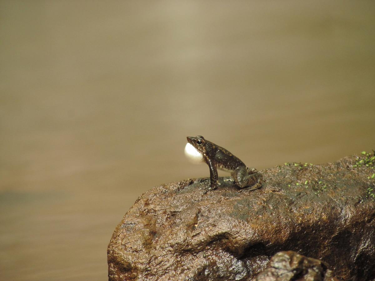 ‘Frogs are as important as tigers’ - The Hindu