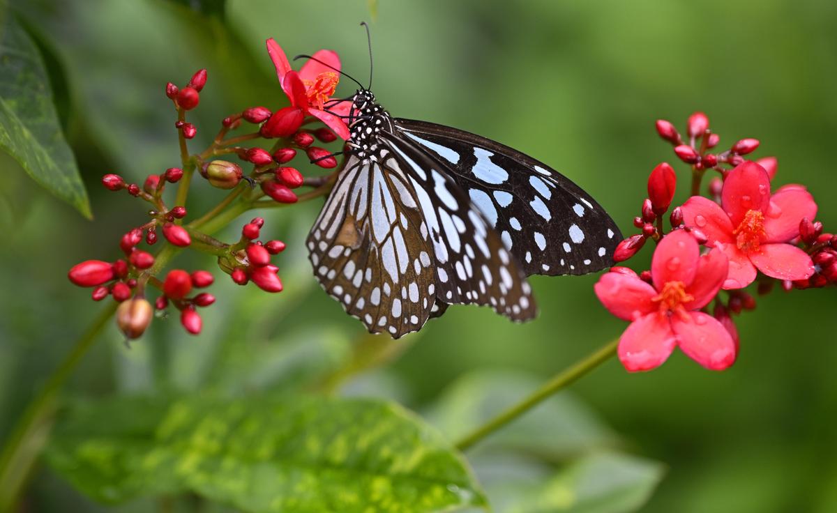 Vellalore Lake in Coimbatore is now home to city’s first Butterfly Park ...