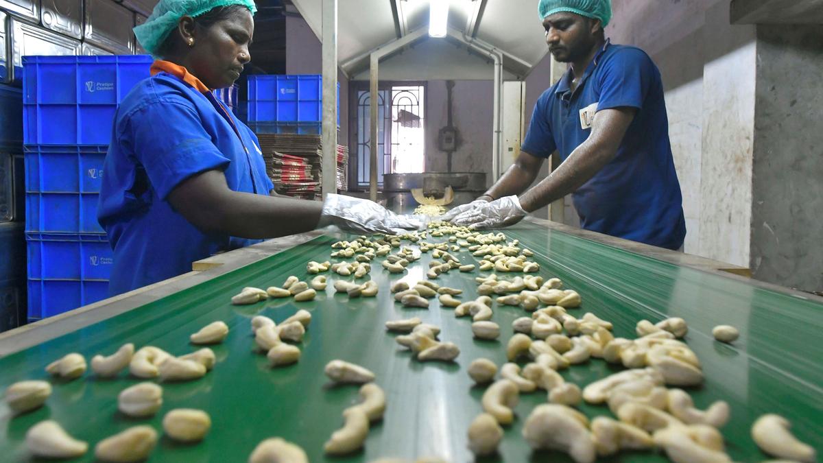 Panruti: Tamil Nadu’s cashew capital - The Hindu