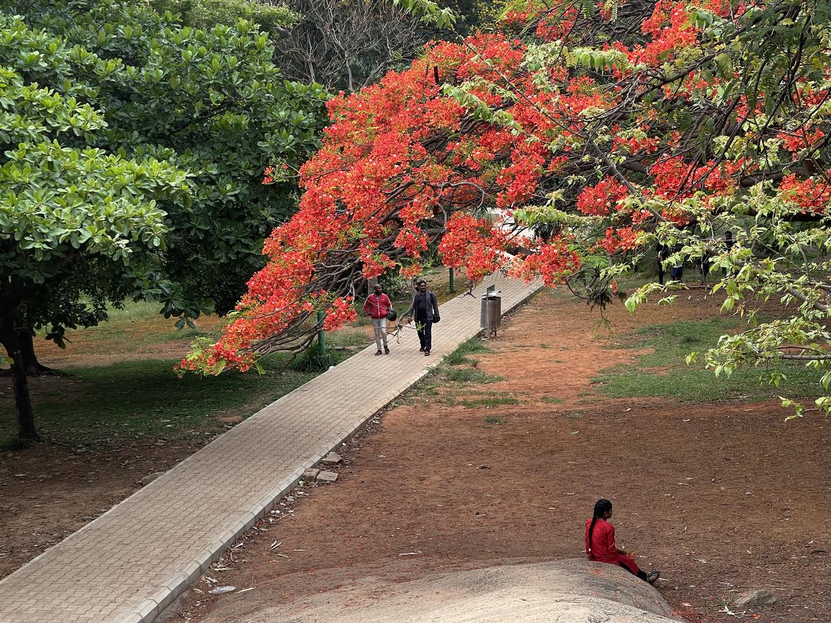 A walk through Cubbon Park and more of Bengaluru - The Hindu