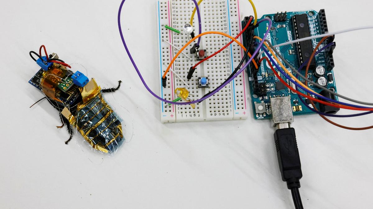 Cyborg cockroach | A new paradigm in search and rescue missions - The Hindu