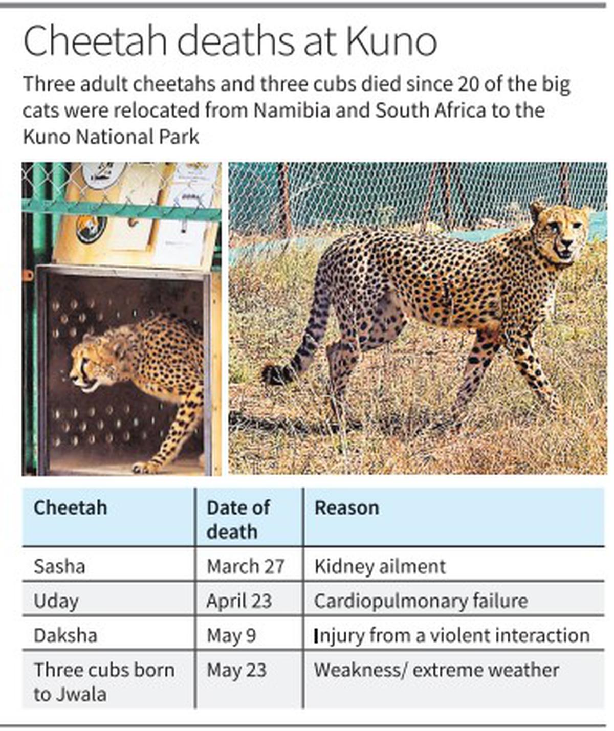 Two More Cheetah Cubs Die At Kuno Park One Unwell The Hindu