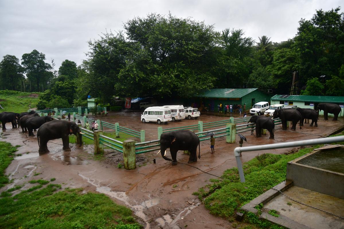 In Frames | At the elephant camp - The Hindu