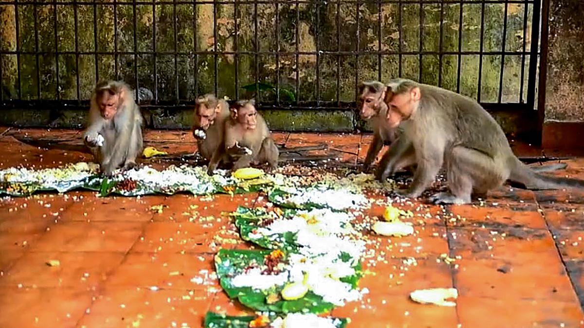 This temple serves Onam sadya to monkeys - The Hindu