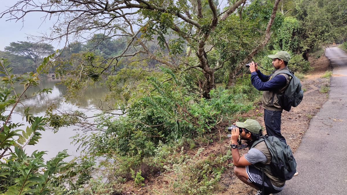 From insects to trees: Over 30 Indian cities participate in City Nature ...
