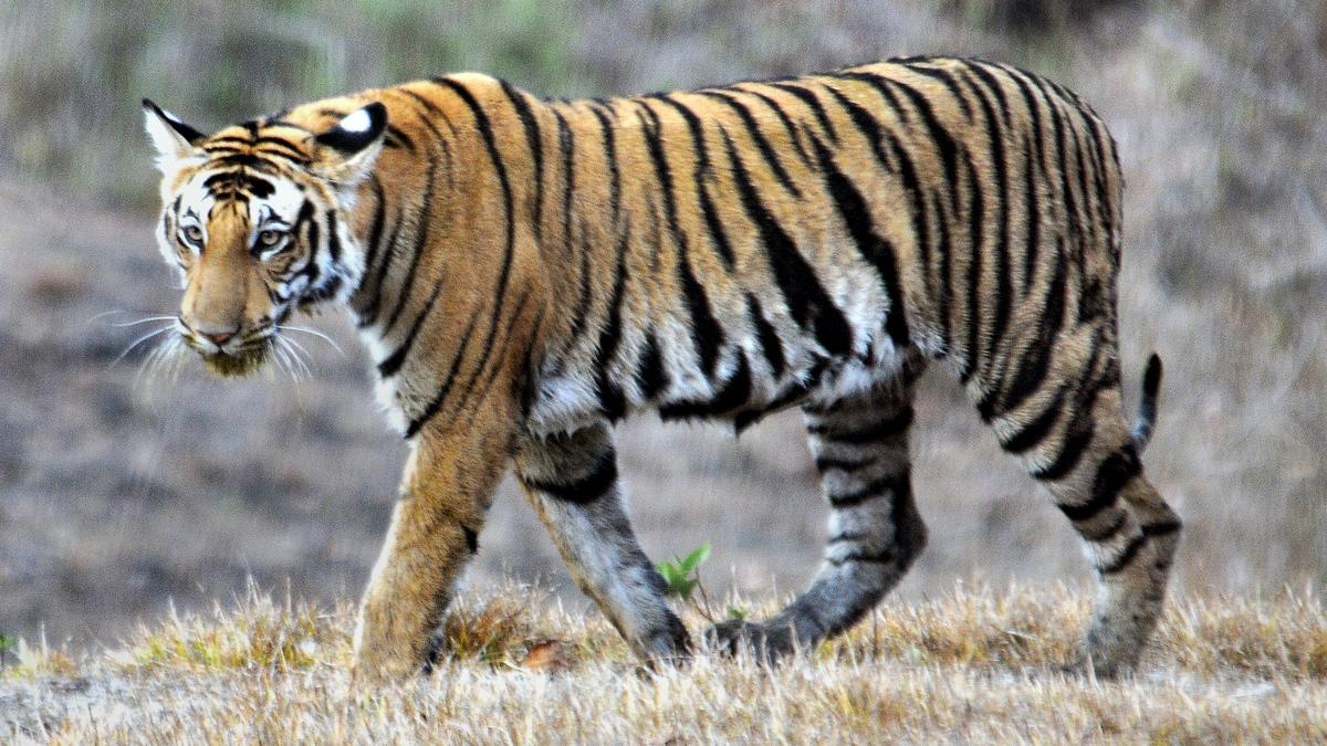 India’s tiger population rises, Madhya Pradesh has most big cats - The ...