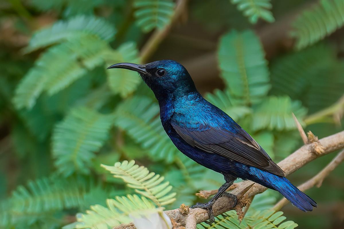 Do you know the connection between kingfisher and bullet train? - The Hindu