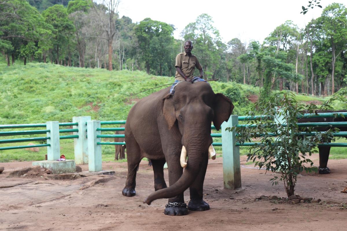 With one operation left to hit a century, celebrated kumki Kaleem of ...