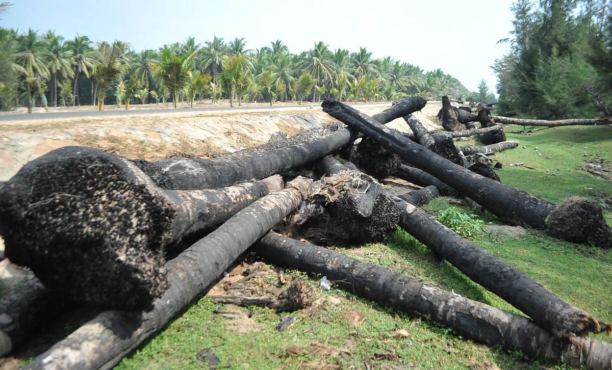 Defenders of the creek - The Hindu