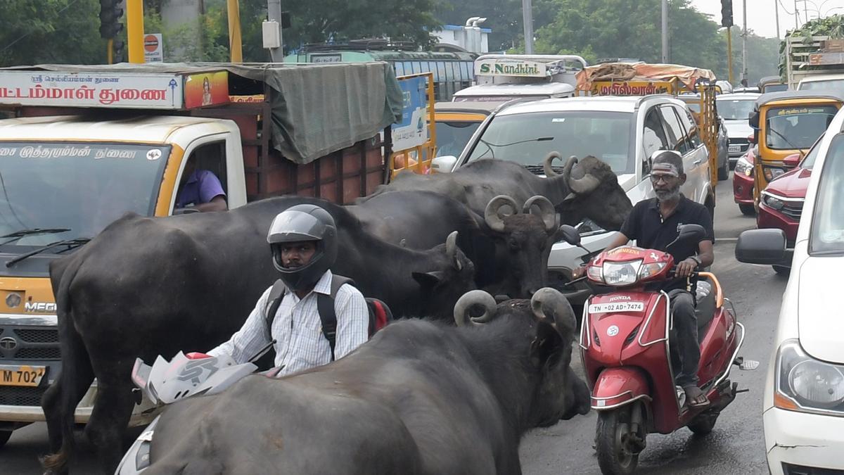 When roads and markets turn bullish: stray cattle harm people - The Hindu