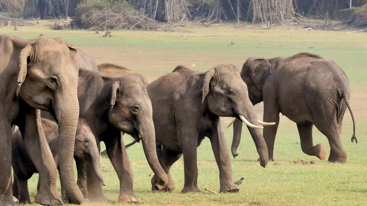 Opinion split over move to merge Project Tiger and Project Elephant ...