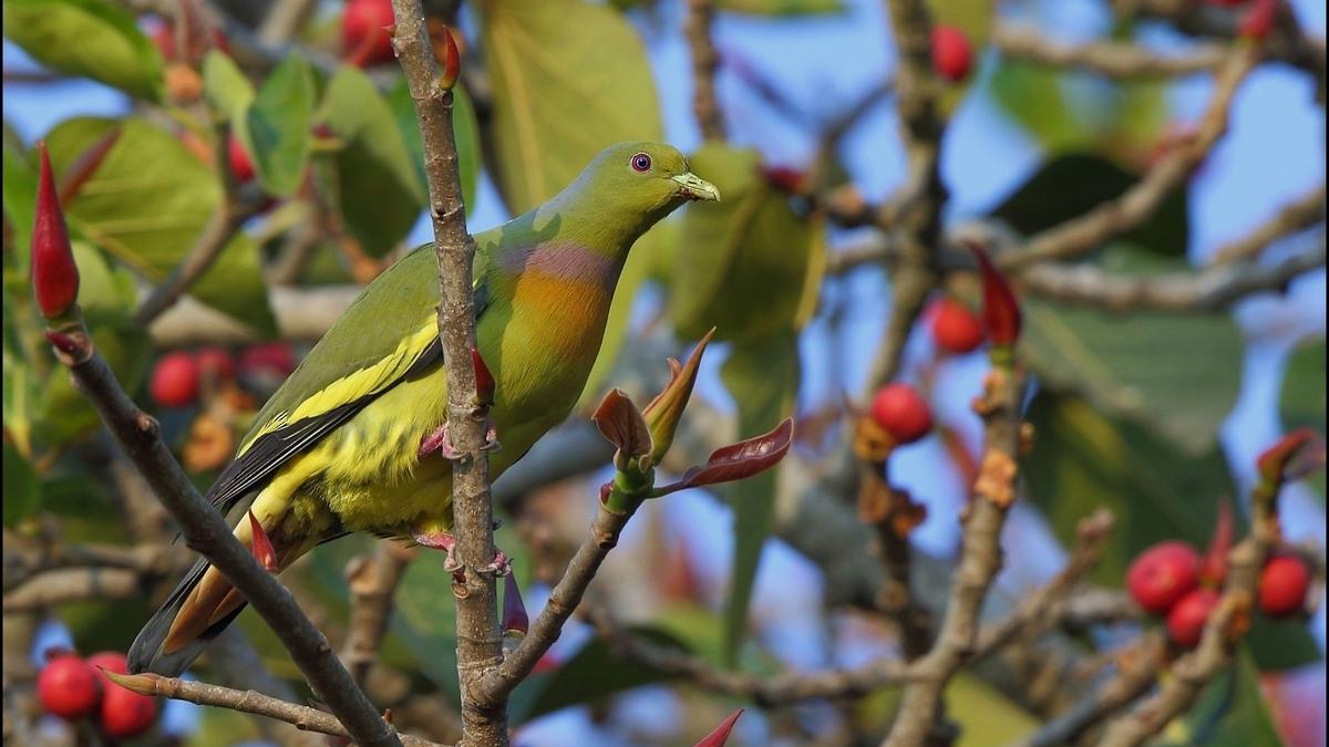231 bird species spotted at Periyar Tiger Reserve in survey - The Hindu