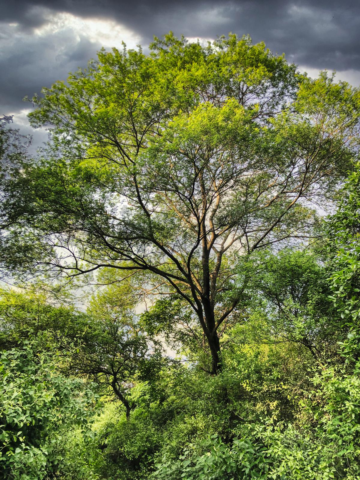 The forgotten hedges of Lutyens’ Delhi - The Hindu