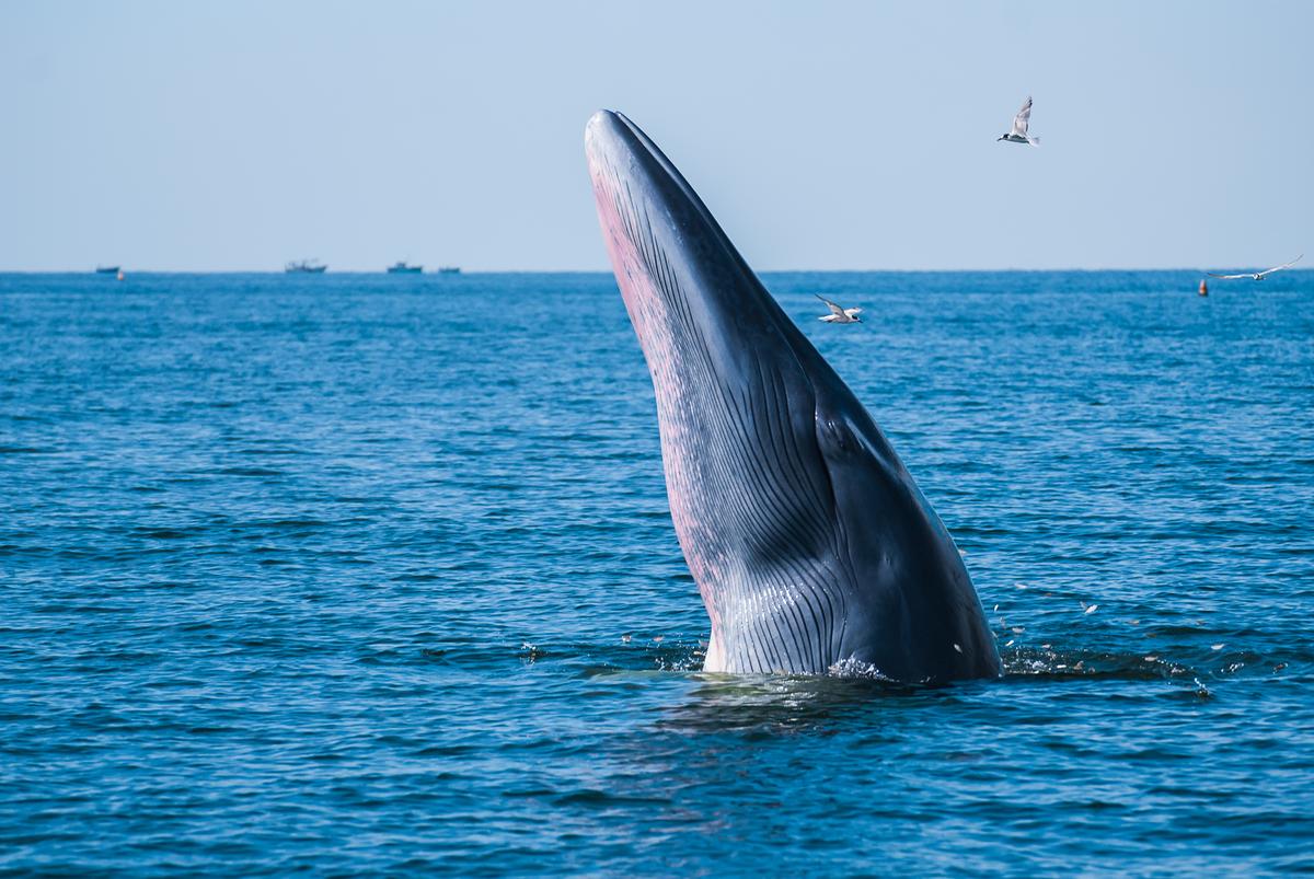 Bryde’s whale carcass in Srikakulam district of Andhra Pradesh baffles marine biologists - The Hindu