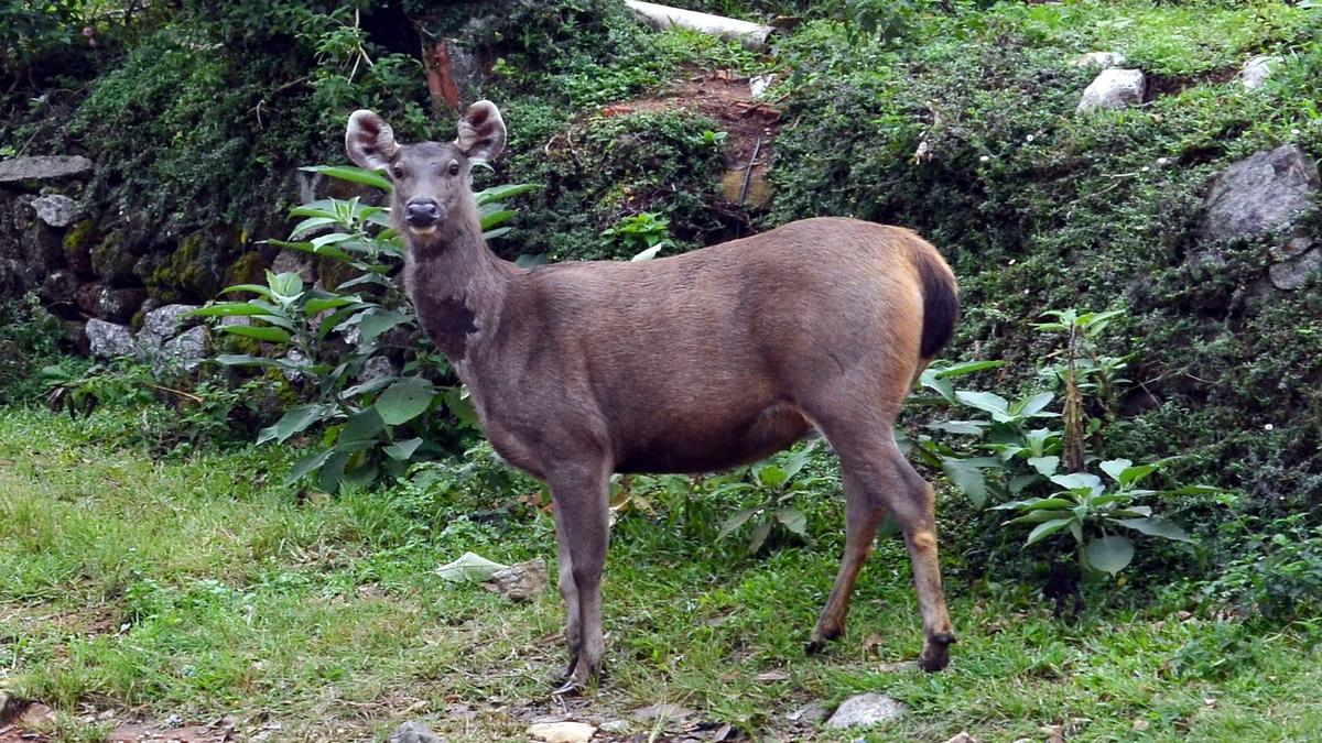 Three forest personnel suspended over death of sambar deer in ...