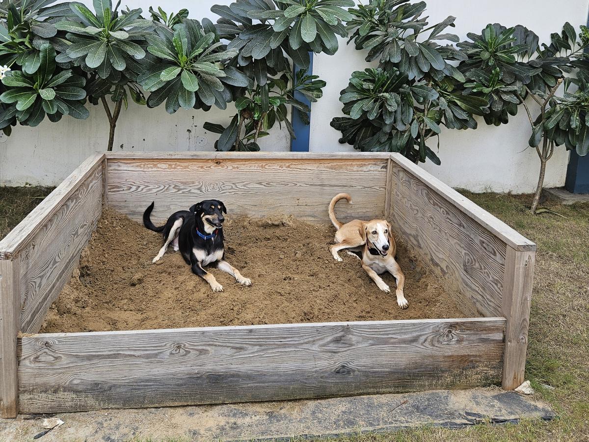 How a new daycare in Gurugram is redefining dog happiness - The Hindu
