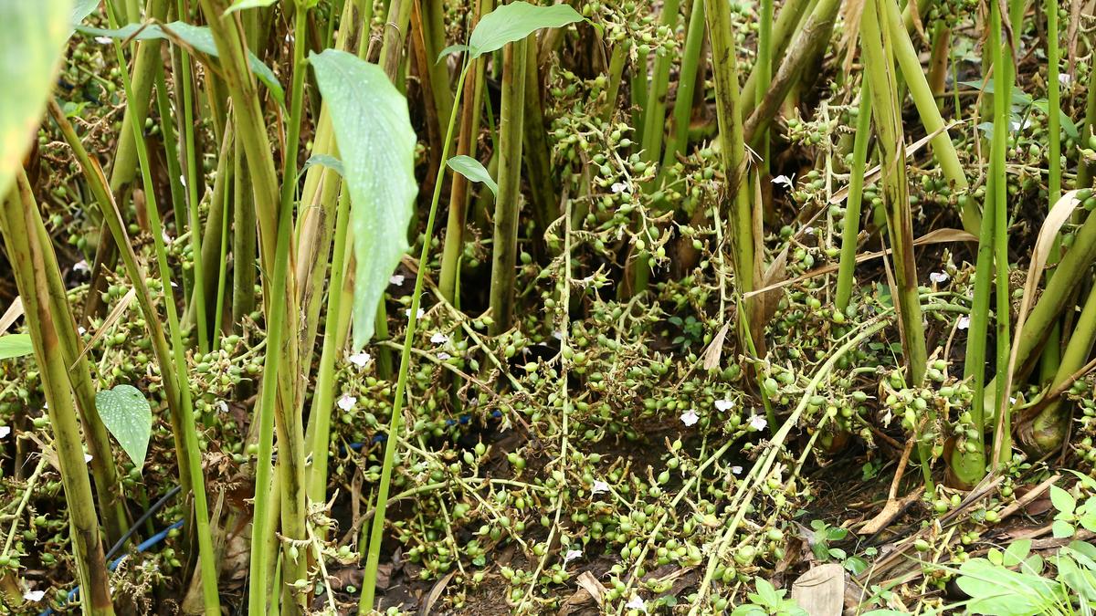 Cardamom prices show an increase, average price touches ₹1,858 a kg ...