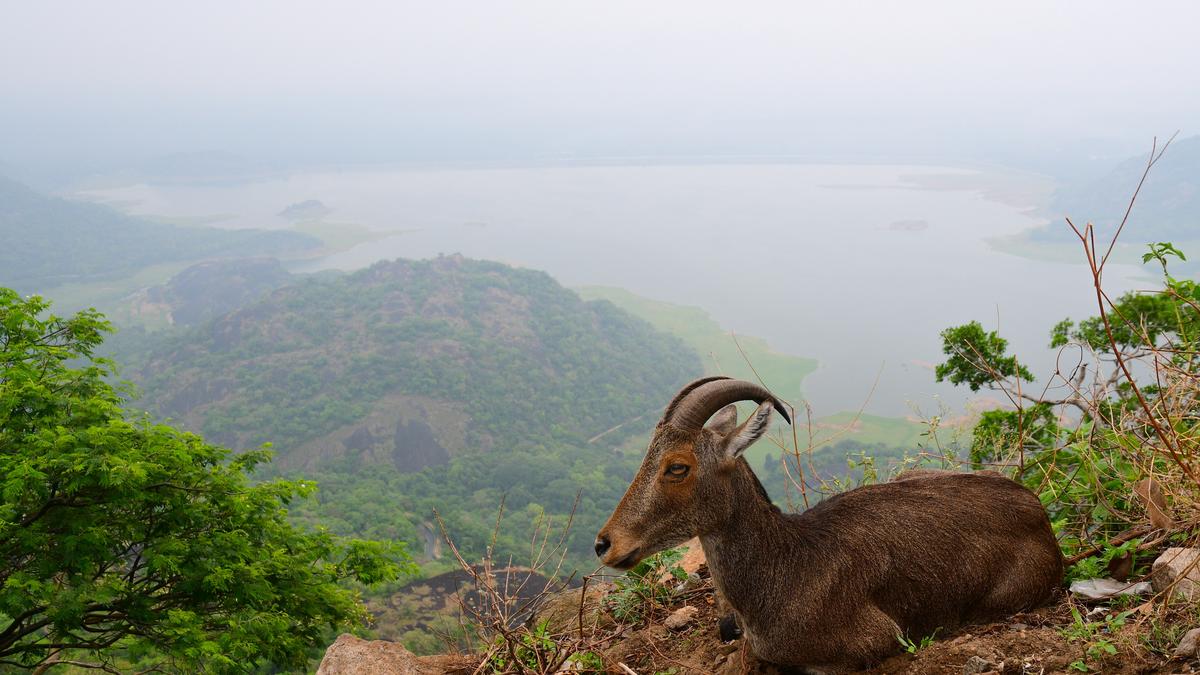 T.N. government sets up Nilgiri Tahr conservation project - The Hindu