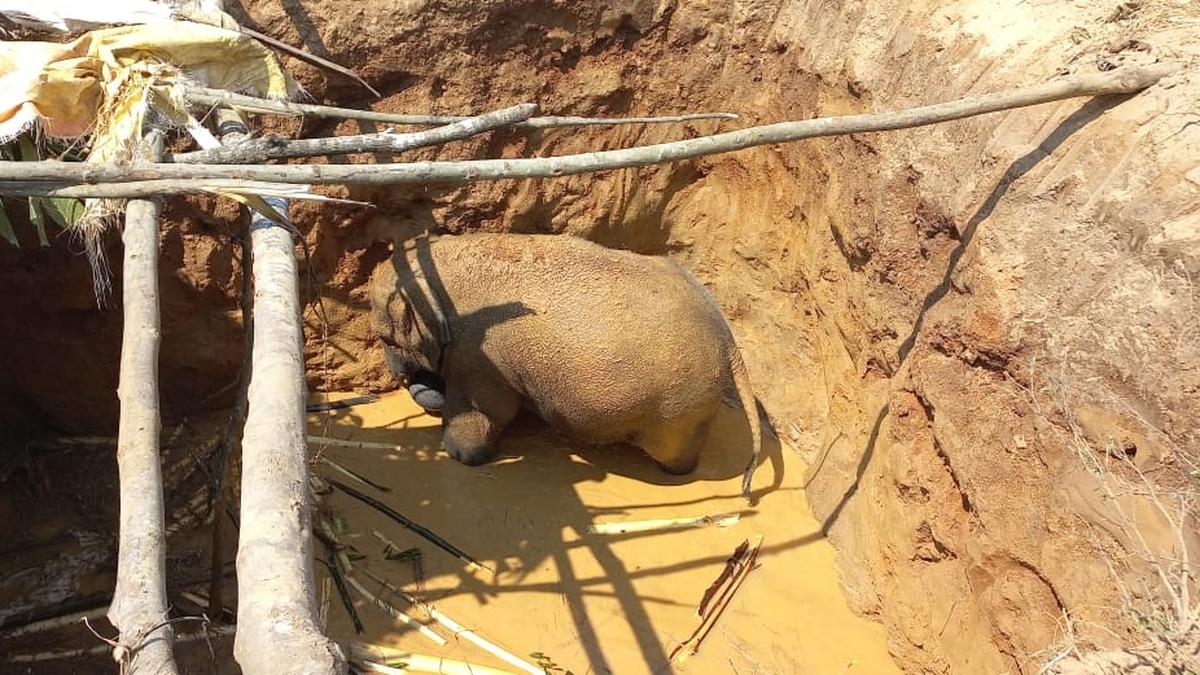 Forest officials rescue juvenile elephant stuck in trench in Sakleshpur - The Hindu