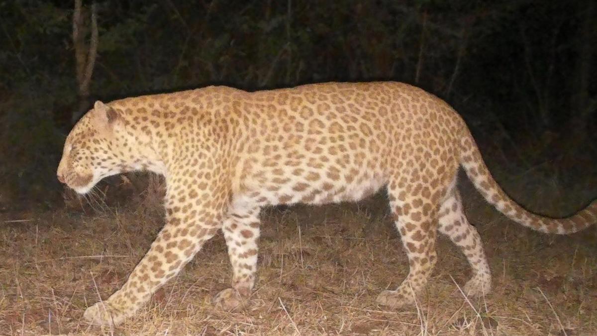 Leopard sighting triggers alert in Bidar city and surrounding areas ...